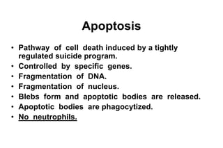 The cellular basis of disease cell injury apoptosis and necrosis | PDF
