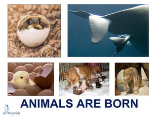 ANIMALS ARE LIVING THINGS | PPS