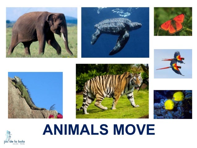 ANIMALS ARE LIVING THINGS