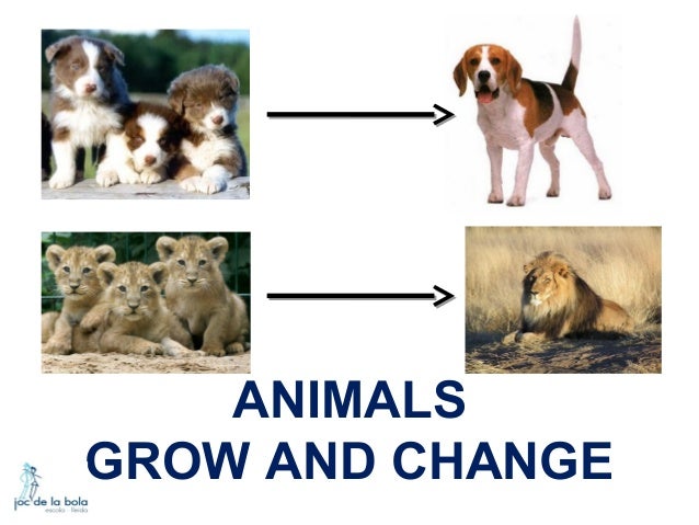 ANIMALS ARE LIVING THINGS