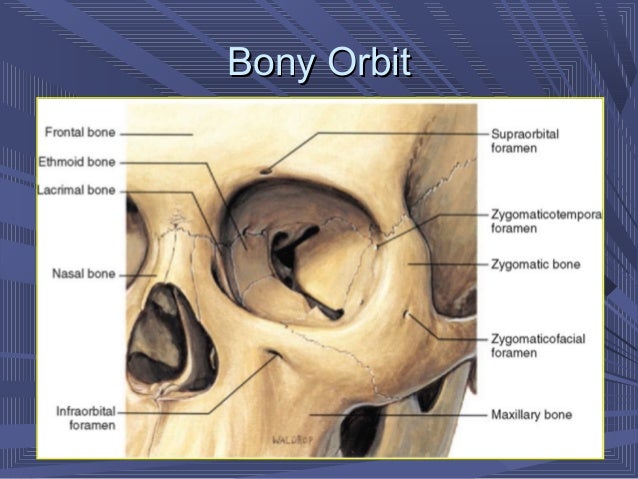 02 applied anatomy recipe for safe dissection