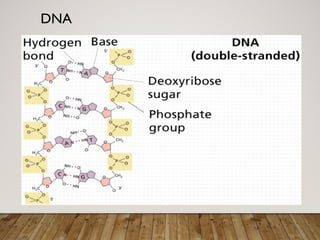 02-Penjelasan Biomolekul dalam Biologi .pdf