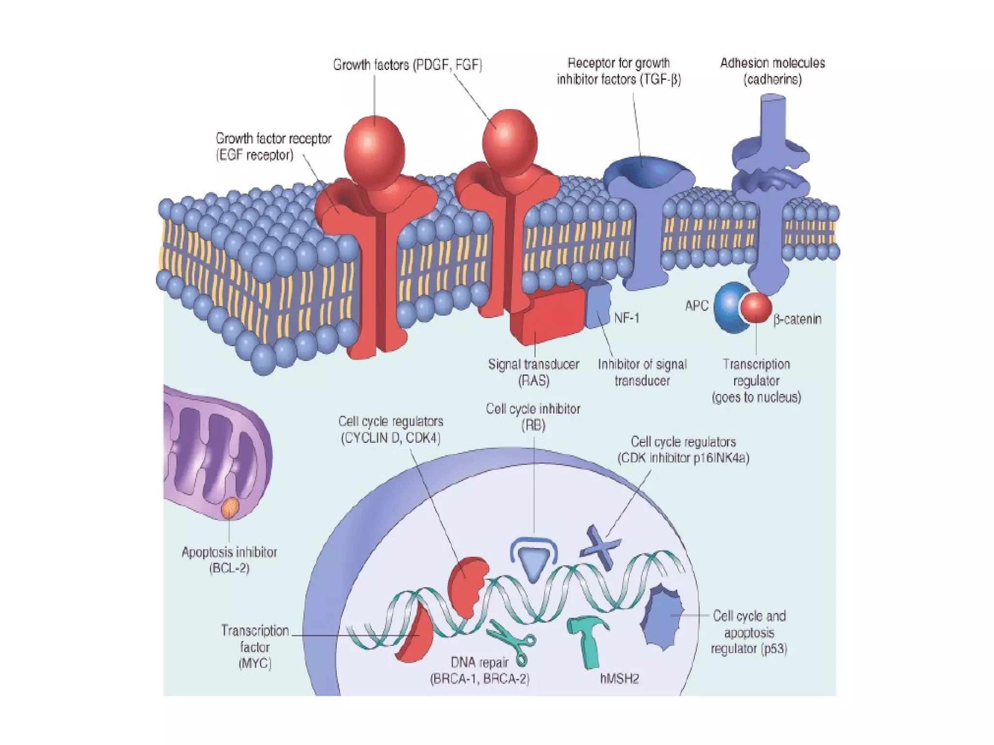 02 Cat. Neoplasia | PPT | Cancer | Diseases and Conditions