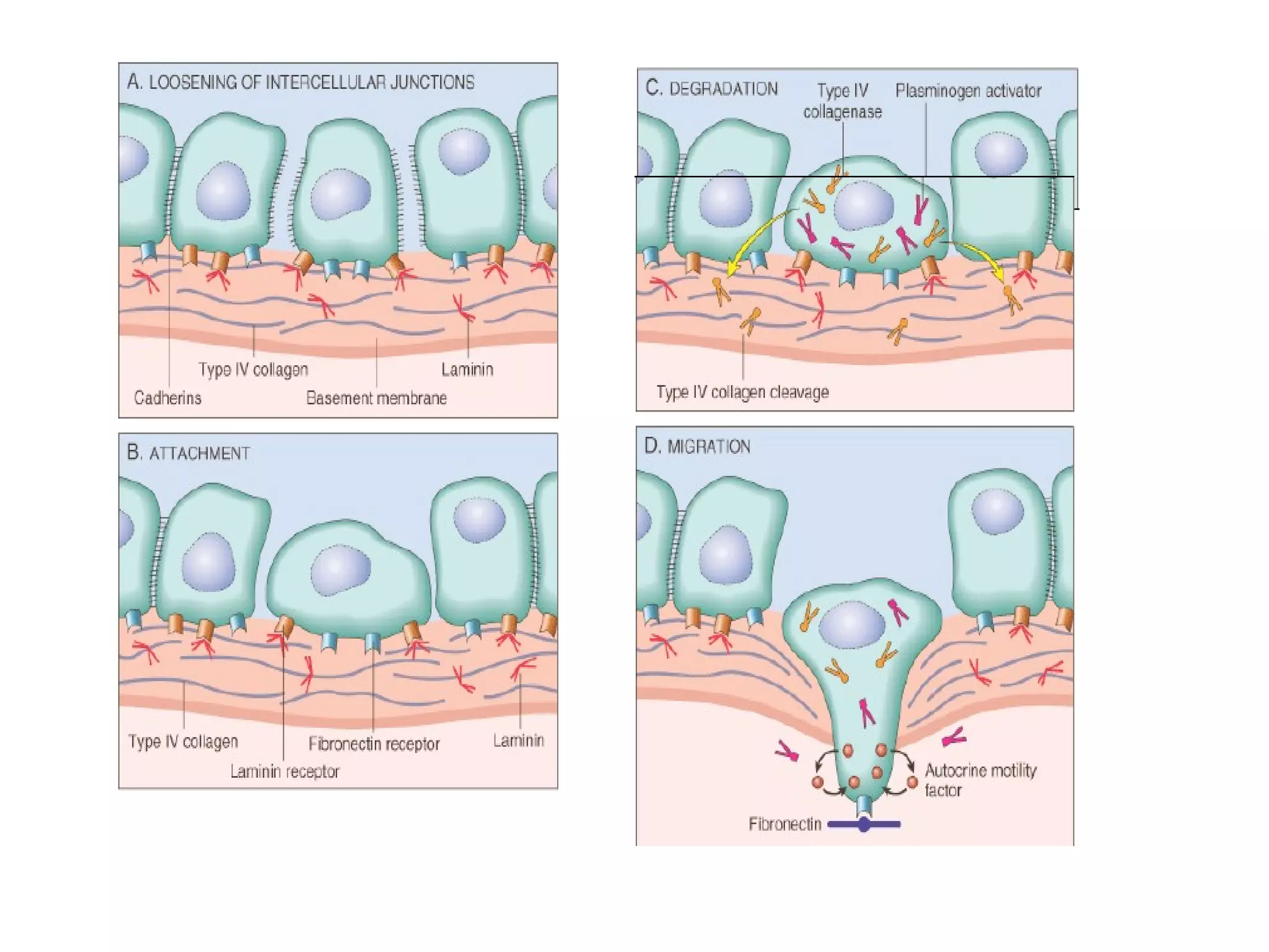 02 Cat. Neoplasia | PPT | Cancer | Diseases and Conditions