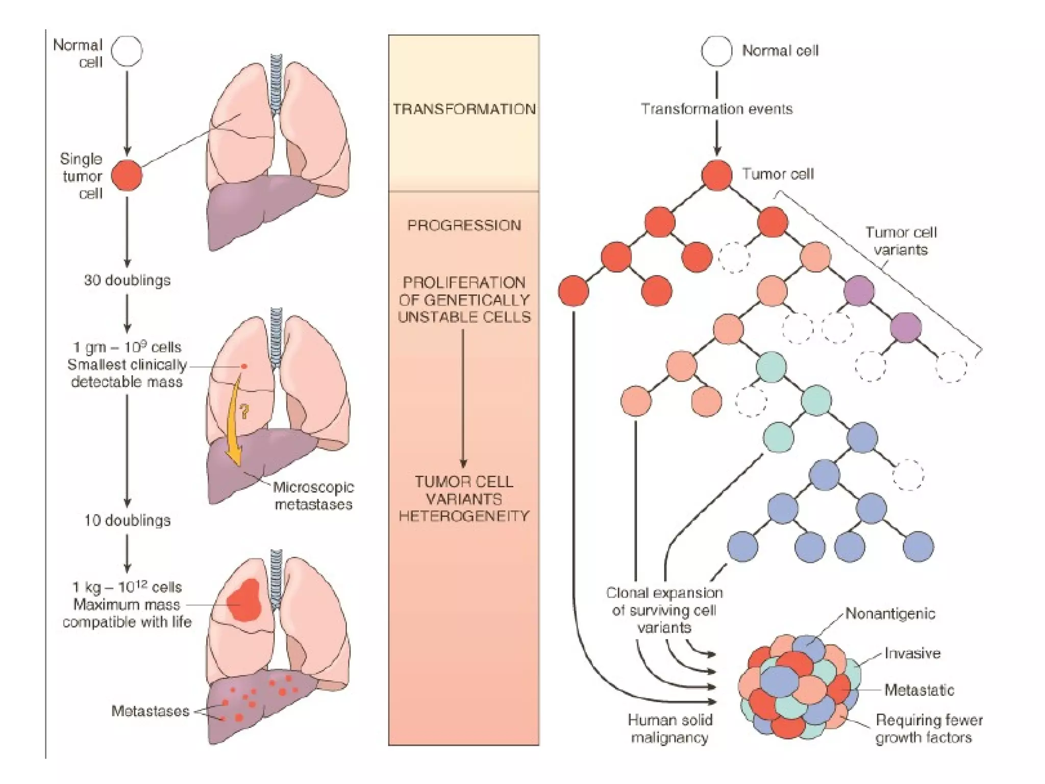 02 Cat. Neoplasia | PPT | Cancer | Diseases and Conditions