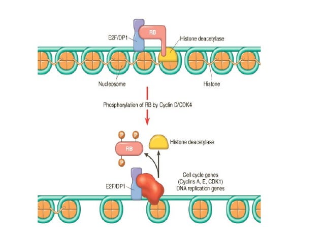 02 Cat. Neoplasia | PPT | Cancer | Diseases and Conditions