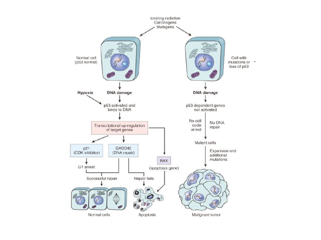 02 Cat. Neoplasia | PPT | Cancer | Diseases and Conditions