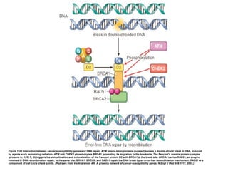 02 Cat. Neoplasia | PPT | Cancer | Diseases and Conditions