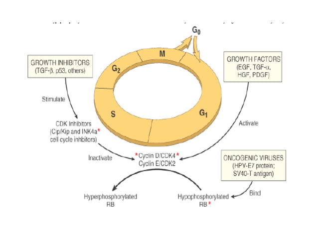 02 Cat. Neoplasia | PPT | Cancer | Diseases and Conditions