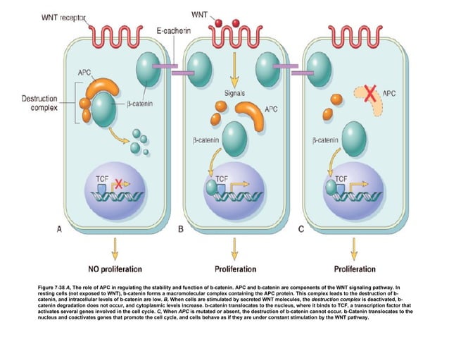 02 Cat. Neoplasia | PPT | Cancer | Diseases and Conditions