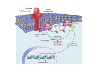 02 Cat. Neoplasia | PPT | Cancer | Diseases and Conditions