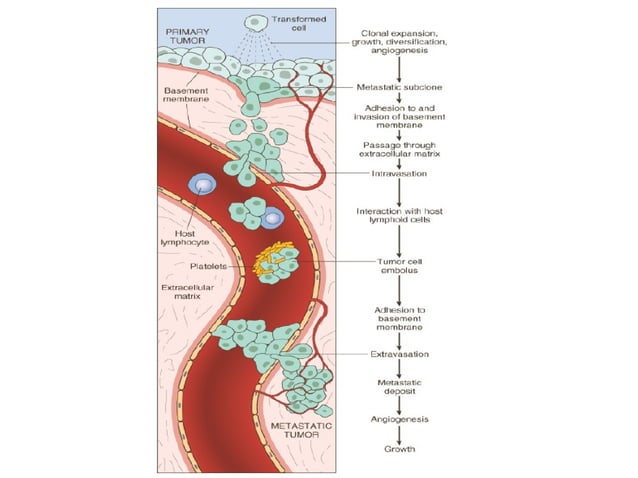 02 Cat. Neoplasia | PPT | Cancer | Diseases and Conditions
