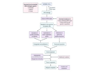 02 Cat. Neoplasia | PPT | Cancer | Diseases and Conditions