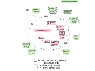02 Cat. Neoplasia | PPT | Cancer | Diseases and Conditions