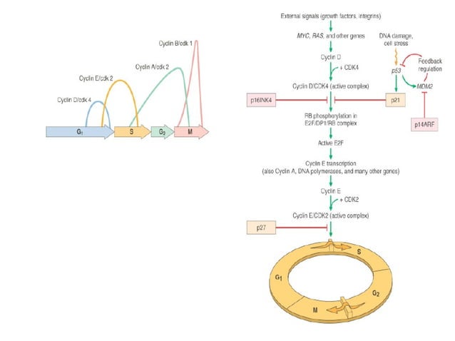 02 Cat. Neoplasia | PPT | Cancer | Diseases and Conditions