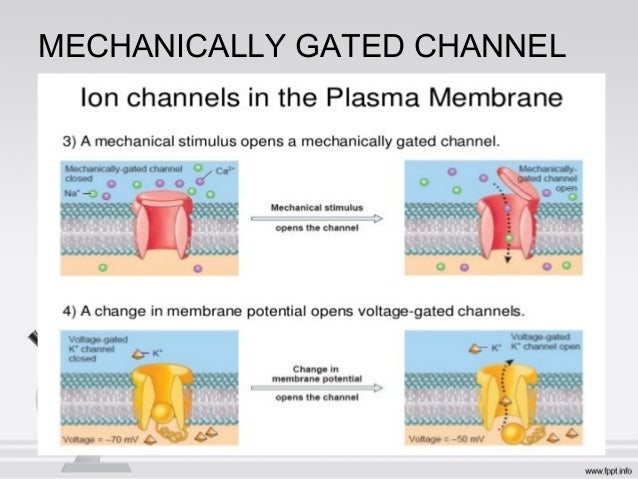 Chemically Gated Channels