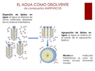 Celula agua-p_h | PPT