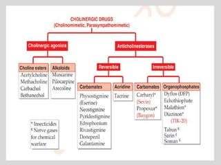 Cholinergic drugs | PPTX