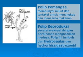 02-Coelenterata Ciri Khas, Daur Hidup dan SIstem Tubu | PPT