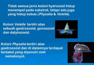 02-Coelenterata Ciri Khas, Daur Hidup dan SIstem Tubu | PPT