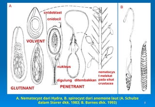 02-Coelenterata Ciri Khas, Daur Hidup dan SIstem Tubu | PPT