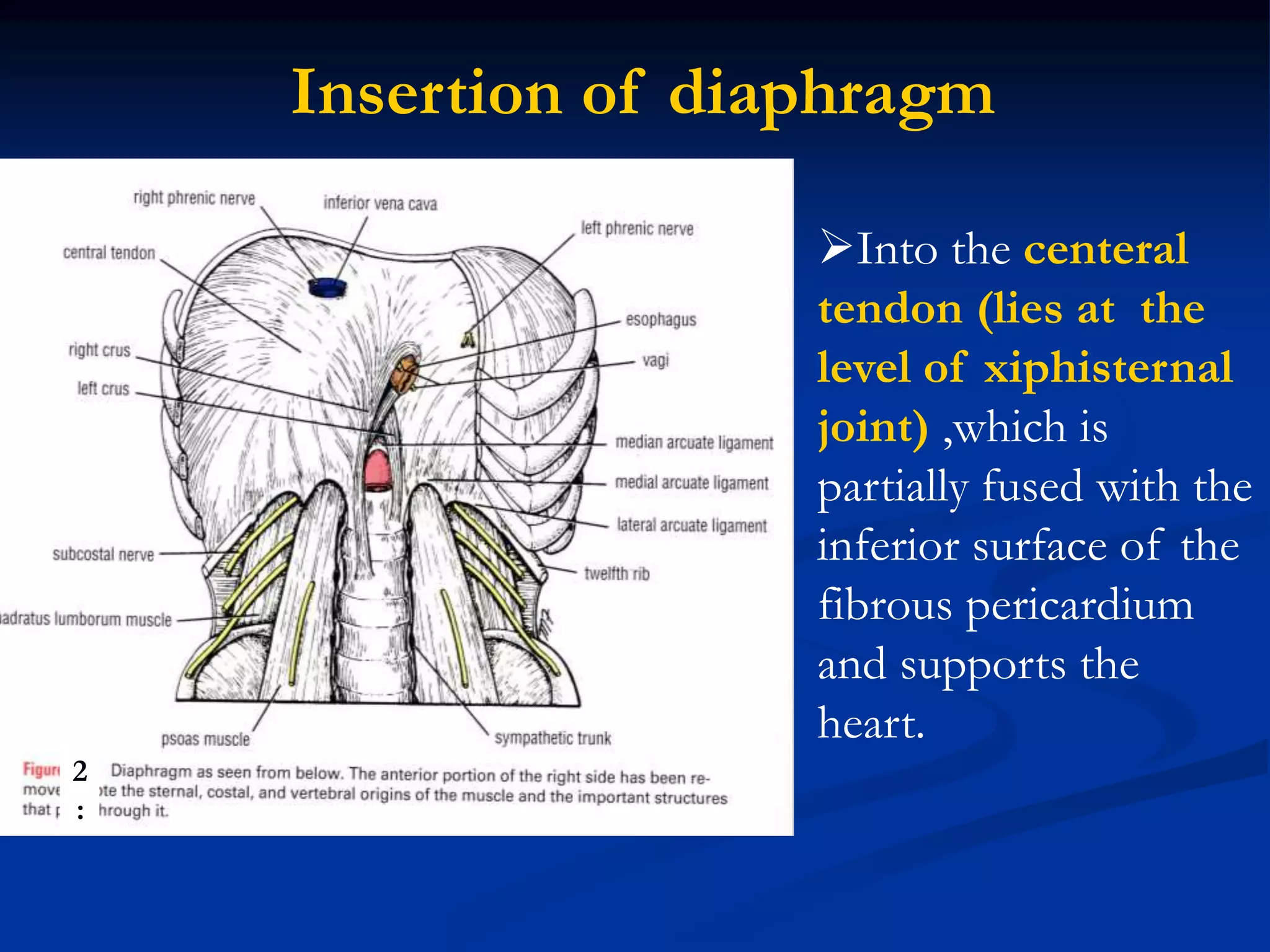 02-diaphragm-master_Dr.Sanaa.ppt