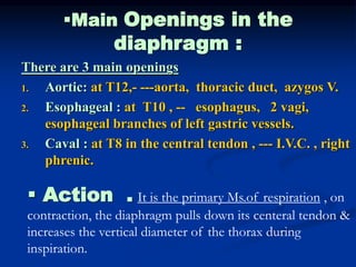 02-diaphragm-master_Dr.Sanaa.ppt
