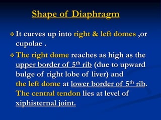 02-diaphragm-master_Dr.Sanaa.ppt