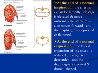 02-diaphragm-master_Dr.Sanaa.ppt