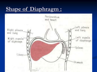 02-diaphragm-master_Dr.Sanaa.ppt