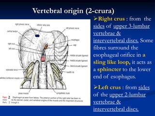 02-diaphragm-master_Dr.Sanaa.ppt