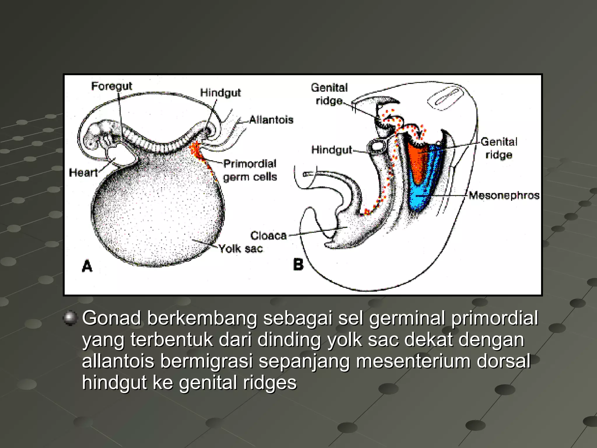 embriologi alat kelamin deferensiasi sex | PPT