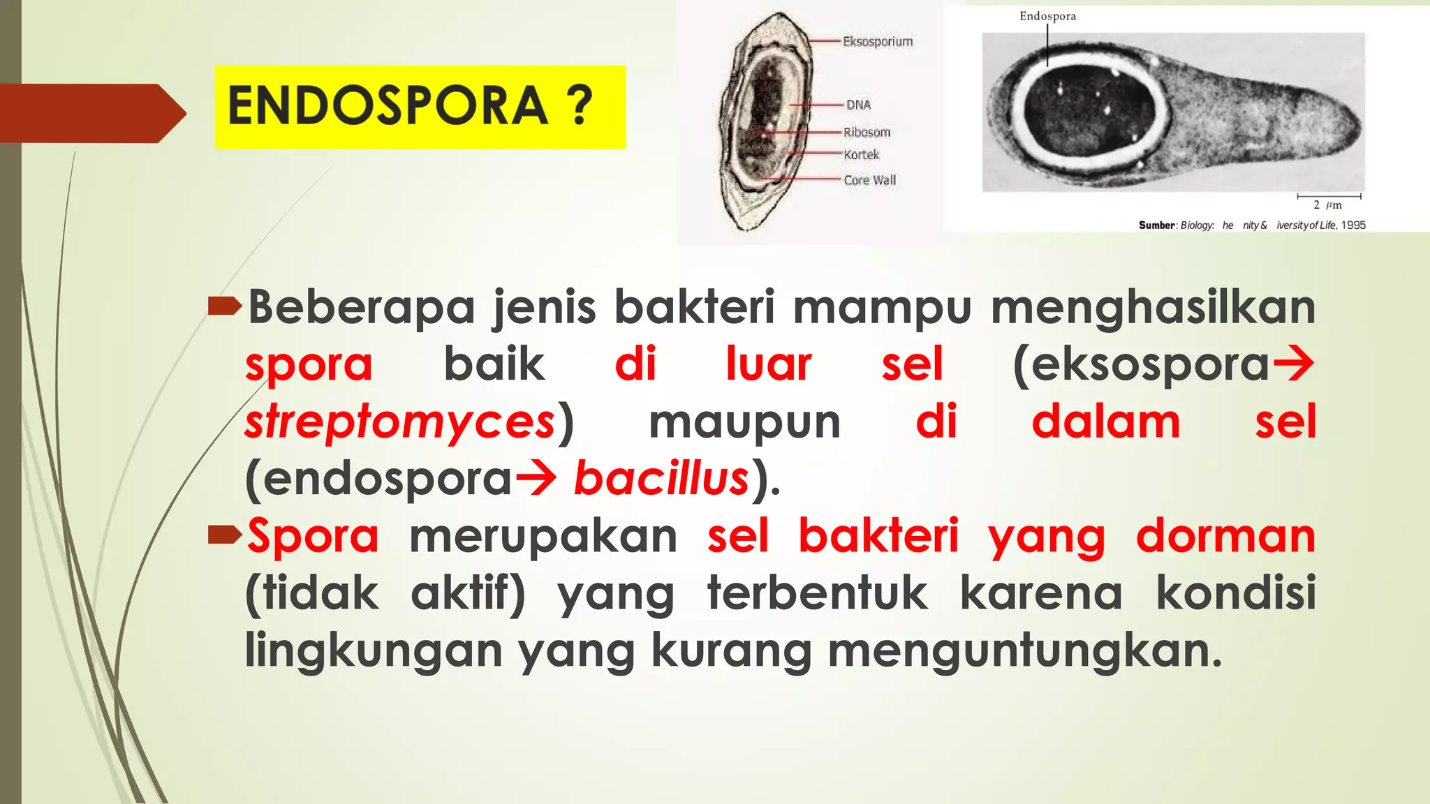 02-ENDOSPORA BAKTERI DAN KETAHANANNYA TERHADAP PENGOLAHAN-2021.pdf