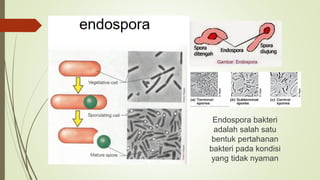 02-ENDOSPORA BAKTERI DAN KETAHANANNYA TERHADAP PENGOLAHAN-2021.pdf