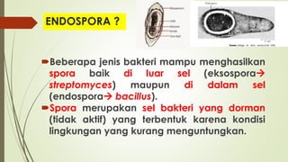 02-ENDOSPORA BAKTERI DAN KETAHANANNYA TERHADAP PENGOLAHAN-2021.pdf