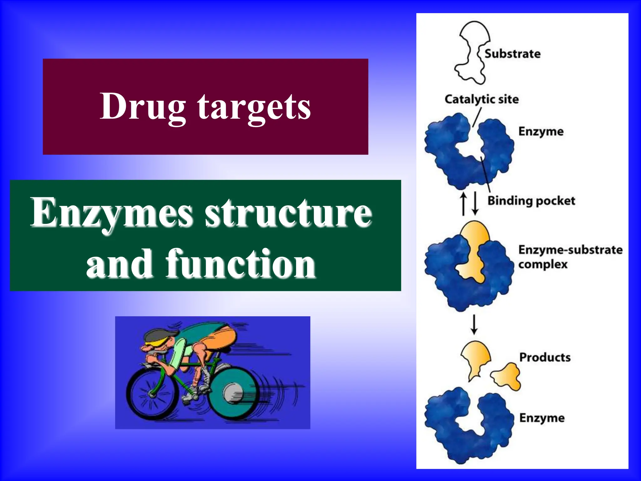 02- Enzymes structure and function.pptx