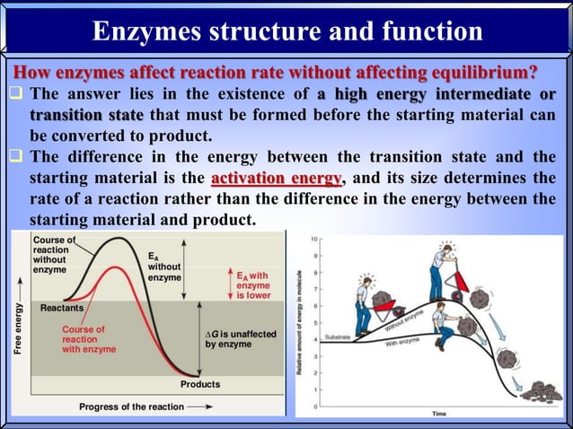 02- Enzymes structure and function.pptx