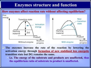 02- Enzymes structure and function.pptx