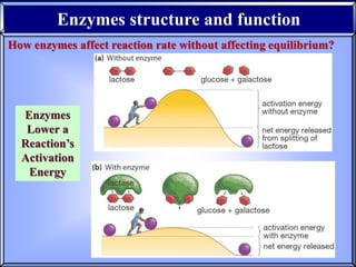 02- Enzymes structure and function.pptx