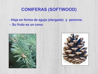02 - Estructura de la Madera - TMA.pdf