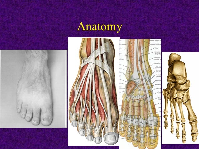 02- EXAMINATION OF THE FOOT AND ANKLE1.pdf