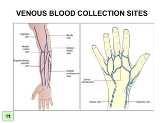 Blood sample collection | PDF