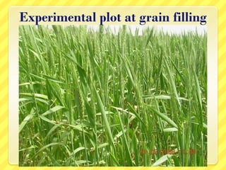 Yield and Yield Components of Wheat as Influenced by Water Stress and ...