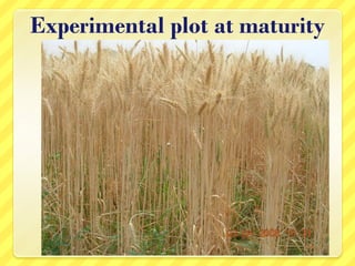 Yield and Yield Components of Wheat as Influenced by Water Stress and ...