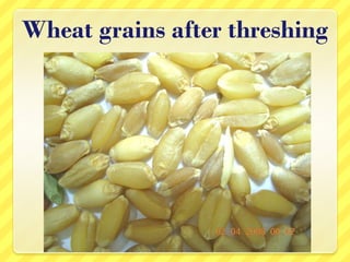 Yield and Yield Components of Wheat as Influenced by Water Stress and ...
