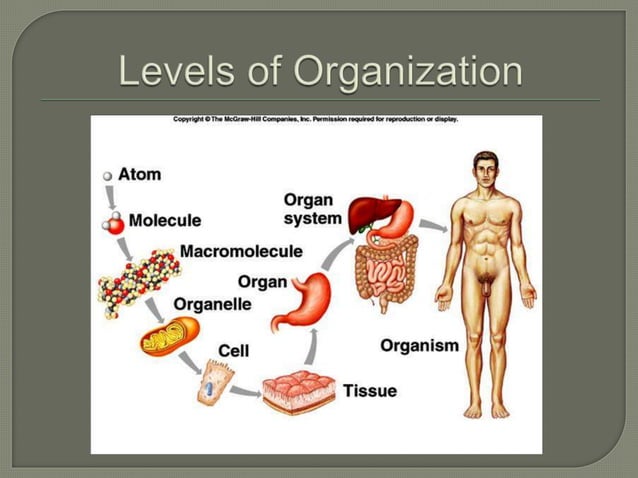 02 levels of organization | PPT