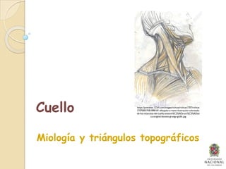 Anatomía del Cuello: Miología y Triángulos Topográficos Detallados | PDF