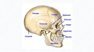 02-Musculoskeletal System ( anatomy lacture ) | PPTX