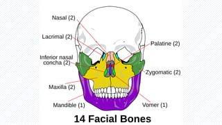 02-Musculoskeletal System ( anatomy lacture ) | PPTX