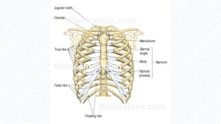 02-Musculoskeletal System ( anatomy lacture ) | PPTX